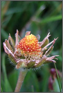 Irish Wildflowers - Daisy