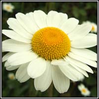 Irish Wildflowers - Ox-eye Daisy