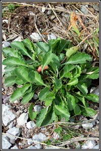 Irish Wildflowers - Ox-eye Daisy