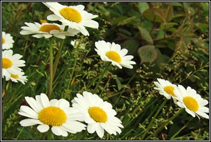 Irish Wildflowers - Ox-eye Daisy