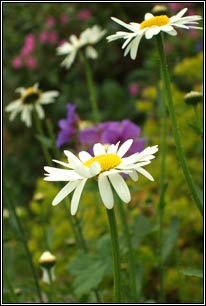 Irish Wildflowers - Ox-eye Daisy