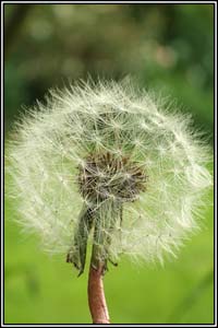 Irish Wildflowers - Dandelion