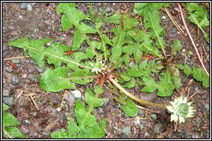 Irish Wildflowers - Dandelion