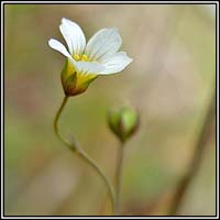 Irish Wildflowers - Fairy Flax