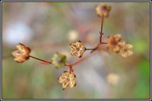 Irish Wildflowers - Fairy Flax
