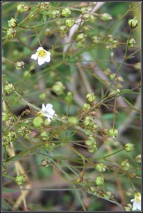 Irish Wildflowers - Fairy Flax