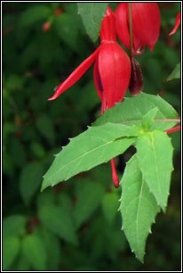 Irish Wildflowers - Fuchsia
