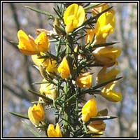 Irish Wildflowers - European Gorse