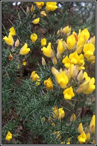 Irish Wildflowers - European Gorse