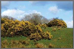 Irish Wildflowers - European Gorse