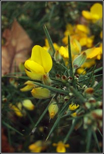 Irish Wildflowers - European Gorse