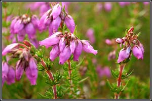 Irish Wildflowers - Bell Heather