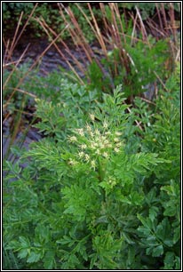 Irish Wildflowers - Hemlock Water-dropwort