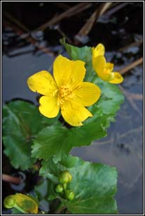 Irish Wildflowers - Marsh Marigold