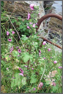 Irish Wildflowers - Tree-mallow, Malva arborea