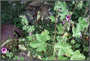 Irish Wildflowers - Tree-mallow, Malva arborea