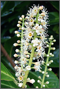 Irish Wildflowers - Laurel, Prunus laurocerasus