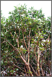 Irish Wildflowers - Strawberry Tree, Arbutus unedo