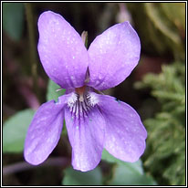 Irish Wildflowers - Early Dog-violet