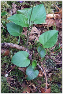 Irish Wildflowers - Early Dog-violet, Viola reichenbachiana