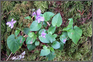 Irish Wildflowers - Early Dog-violet