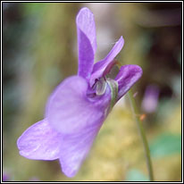 Irish Wildflowers - Early Dog-violet, Viola reichenbachiana