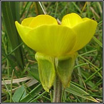 Irish Wildflowers - Bulbous Buttercup, Ranunculus bulbosus