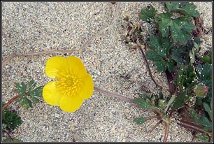 Irish Wildflowers - Bulbous Buttercup, Ranunculus bulbosus