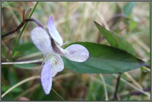 Irish Wildflowers - Pale Dog-violet, Viola lactea