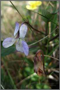 Irish Wildflowers - Pale Dog-violet, Viola lactea