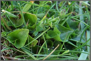 Irish Wildflowers - Heath Dog-violet, Viola canina