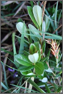 Irish Wildflowers - Creeping Willow, Salix repens