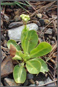 Irish Wildflowers - Brookweed