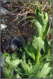 Irish Wildflowers - Brookweed