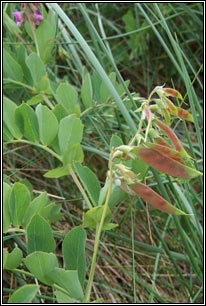 Irish Wildflowers - Sea Pea