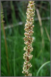 Irish Wildflowers - Sea Arrowgrass, Triglochin maritima