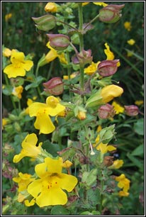 Irish Wildflowers - Monkey-flower, Mimulus guttatus