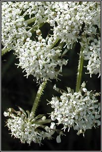 Irish Wildflowers - Sea Carrot, Daucus carota subsp gummifer
