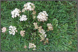 Irish Wildflowers - Sea Carrot, Daucus carota subsp gummifer