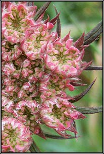 Irish Wildflowers - Sea Carrot, Daucus carota subsp gummifer