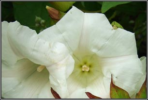 Irish Wildflowers - Large Bindweed, Calystegia silvatica
