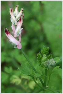 Irish Wildflowers - Common Ramping-fumitory, Fumaria muralis