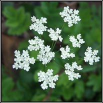 Irish Wildflowers - Greater Burnet-saxifrage