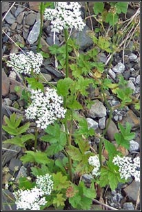 Irish Wildflowers - Greater Burnet-saxifrage
