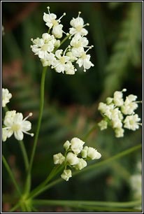 Irish Wildflowers - Burnet-saxifrage, Pimpinella saxifraga