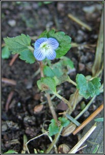 Irish Wildflowers - Grey Field Speedwell, Veronica polita