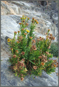 Irish Wildflowers - Golden Samphire, Inula crithmoides