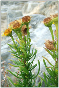 Irish Wildflowers - Golden Samphire, Inula crithmoides