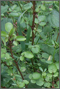 Irish Wildflowers - Narrow-fruited Water-cress, Nasturtium microphyllum ...