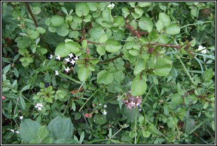 Irish Wildflowers - Narrow-fruited Water-cress, Nasturtium microphyllum ...